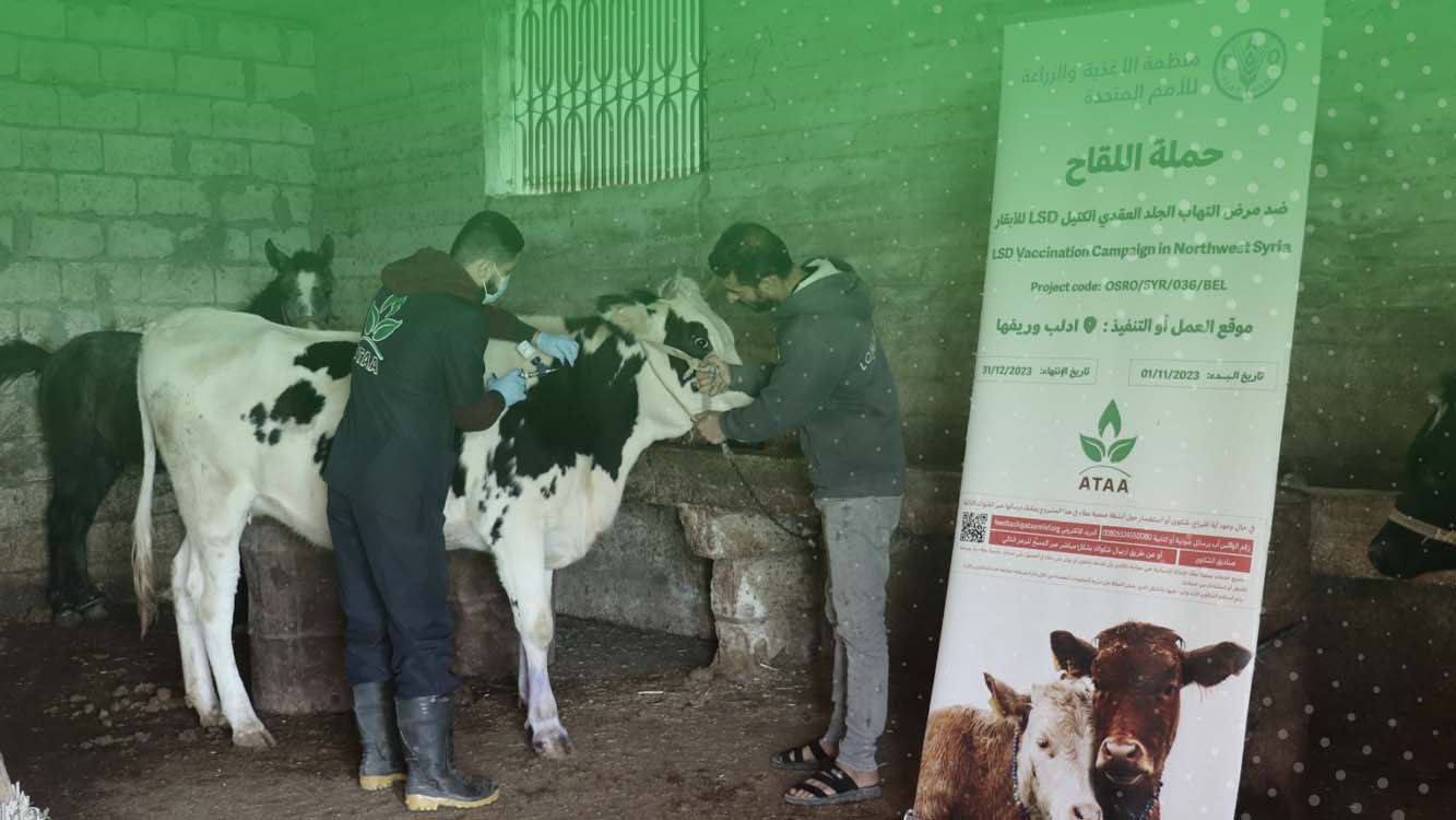 With the aim of supporting livestock, Ataa, in partnership with FAO ...